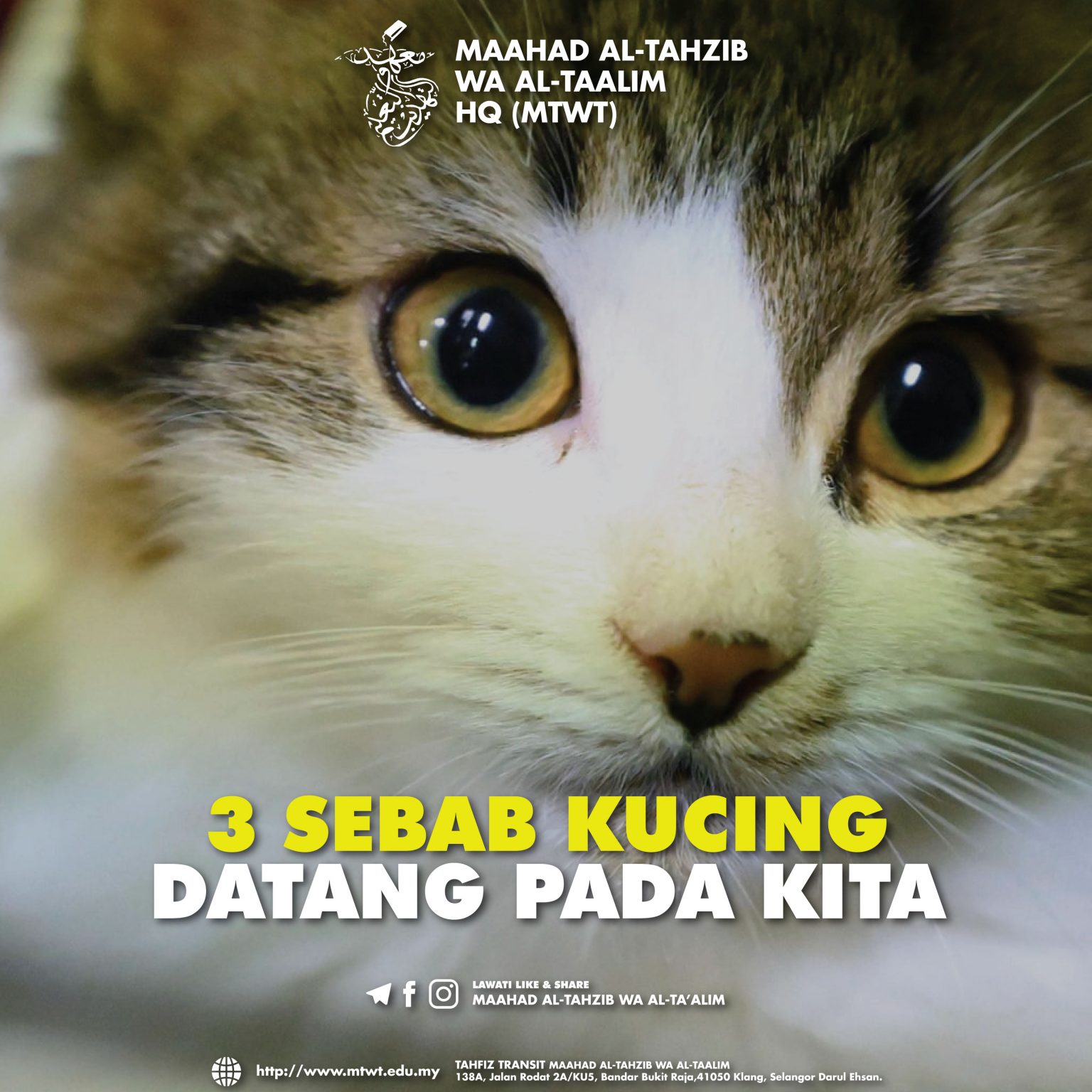 3 SEBAB KUCING DATANG PADA KITA - MAAHAD AL-TAHZIB WA AL-TA'ALIM